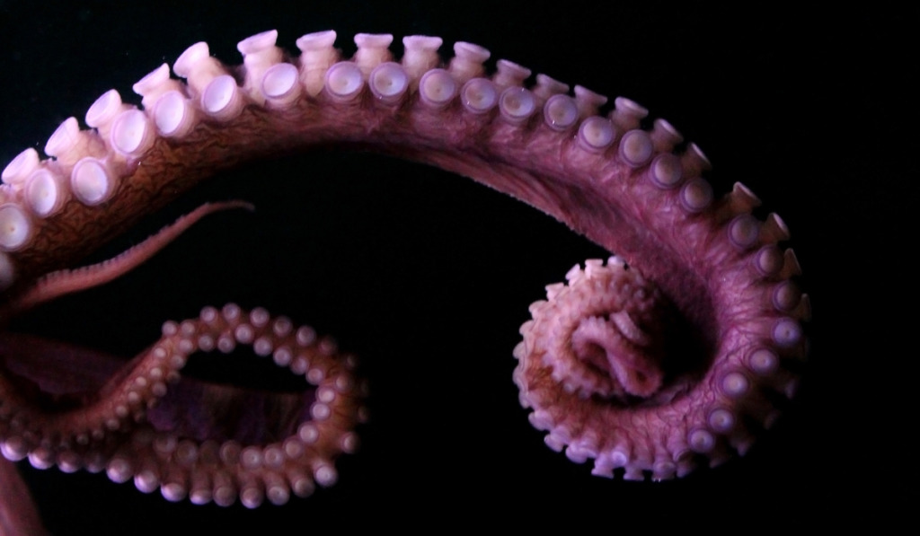 Soft robotics and the medical world | Team Consulting